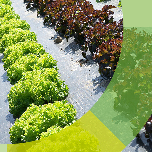 Additives for Mulch Films – Clariant