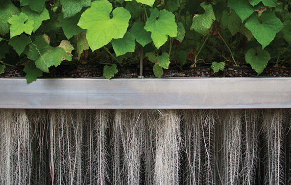 Premium root power - Active ingredients from Plant Milking technology