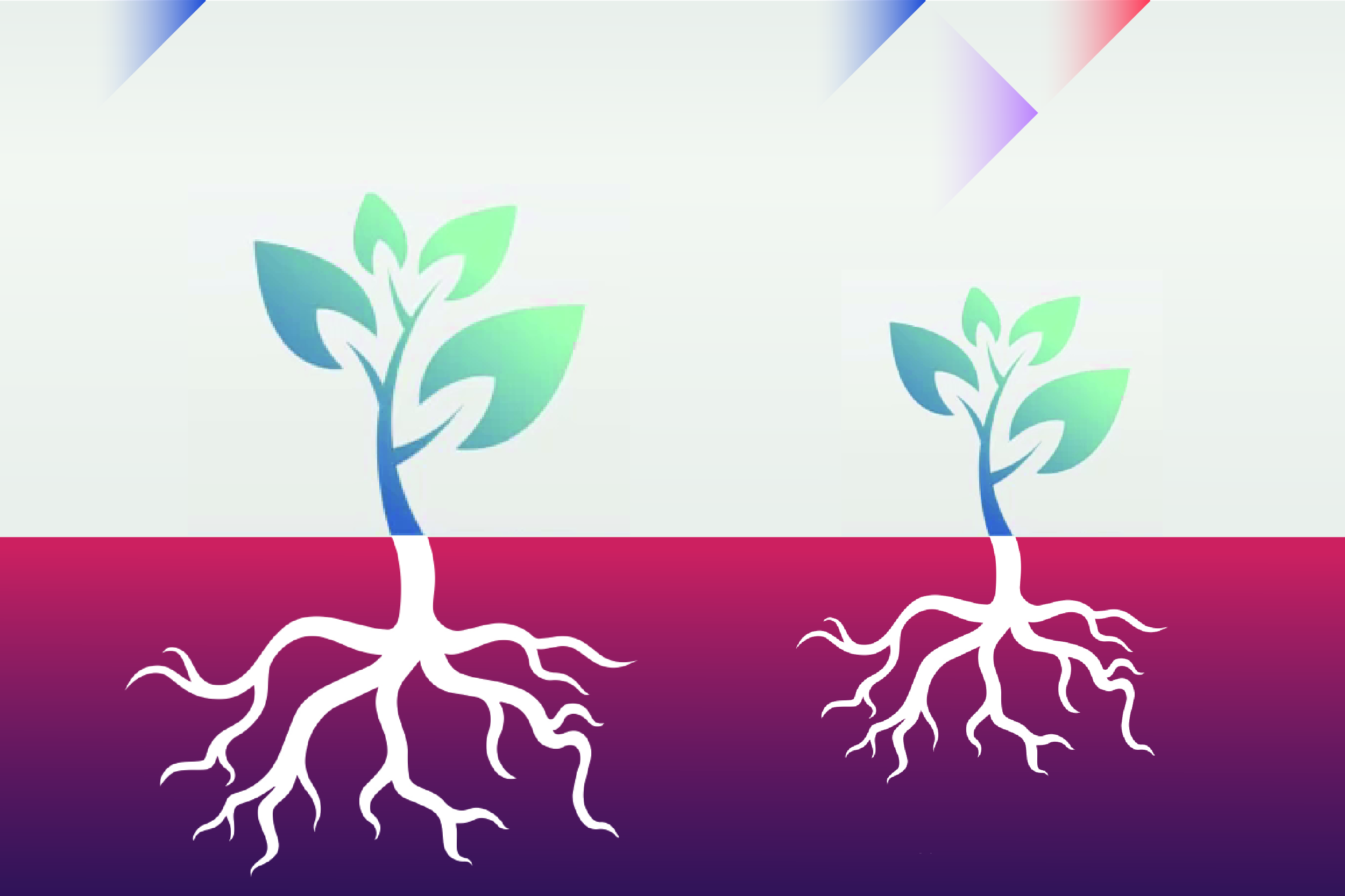 Getting to the root of