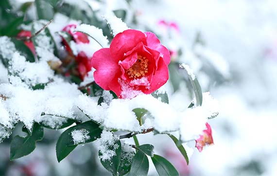 RedSnow™ – beauty in season