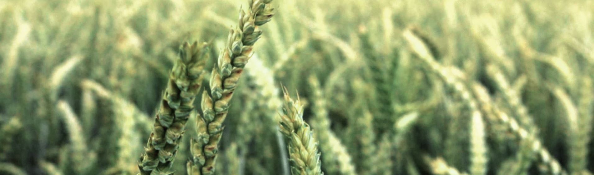 Discover Synergen™ ME