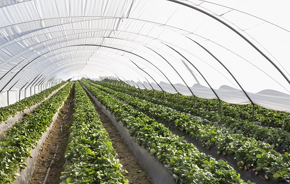 Agriculture & Animal Feed