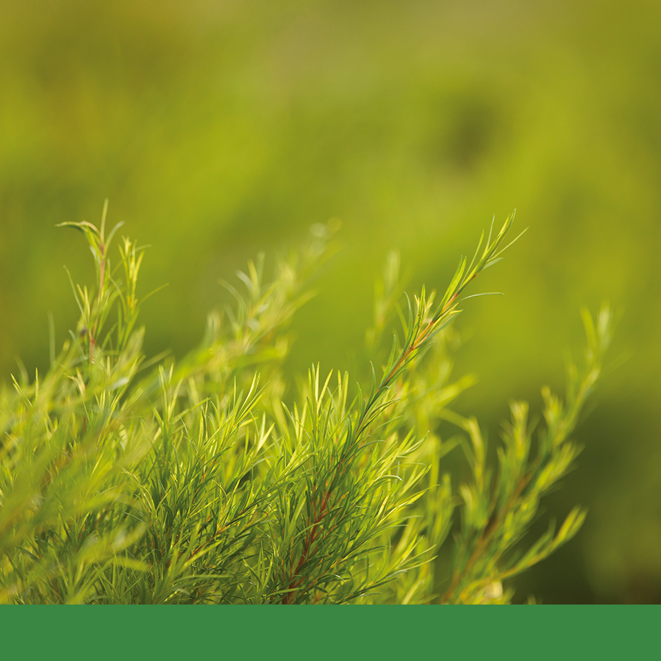 Australian Tea Tree Oil WS