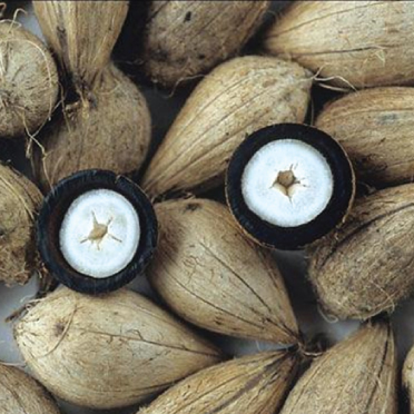 Beraca Murumuru Butter
