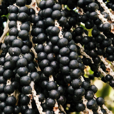 Beraca Açai Oil