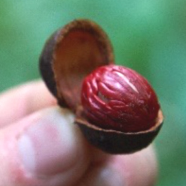 Beraca Ucuuba Butter