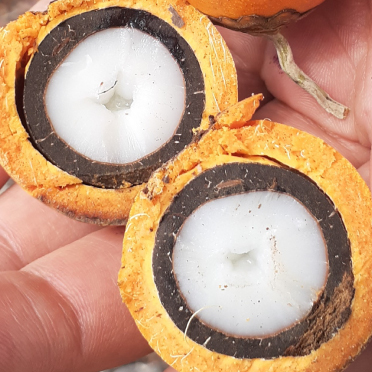 Beraca Tucuma Butter