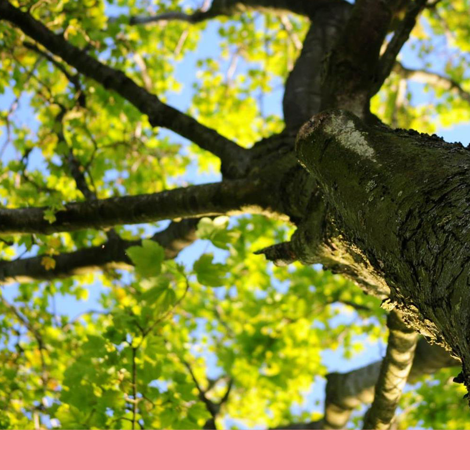 Borēaline™ Expert