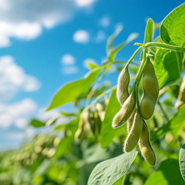 Emulsogen™ EP 4901