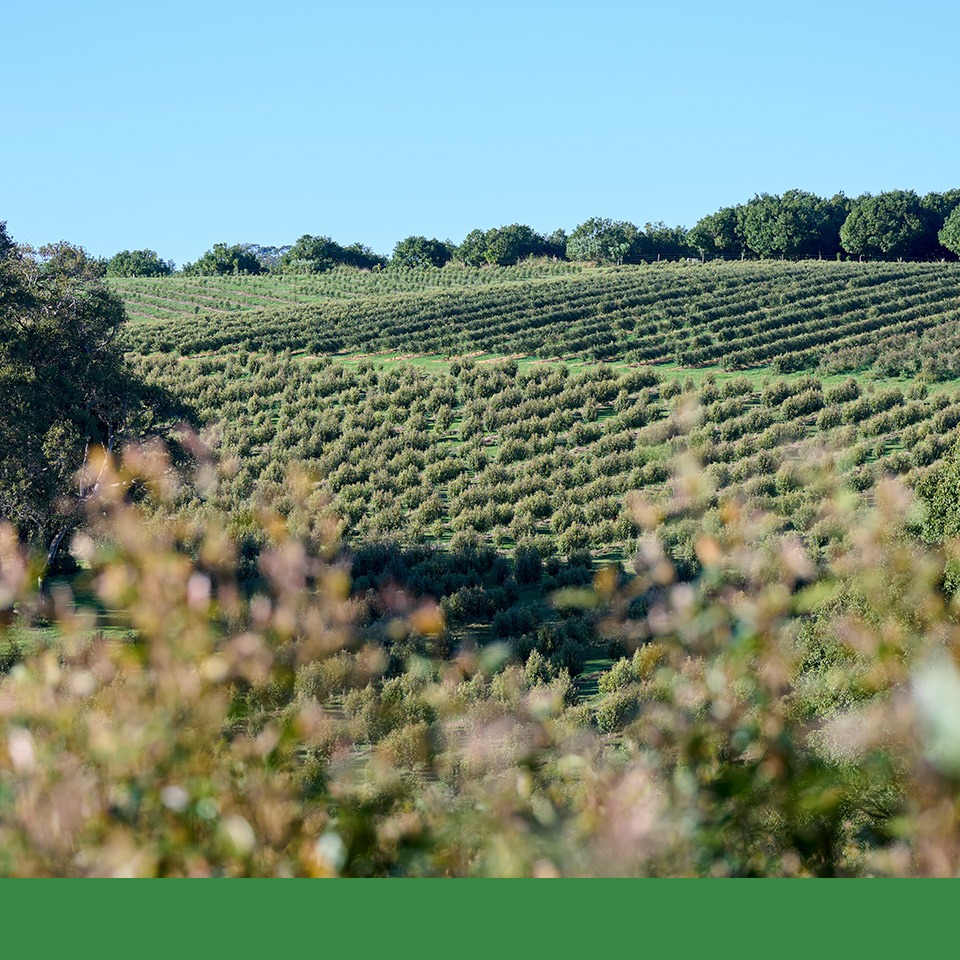 Mountain Harvest™ AF