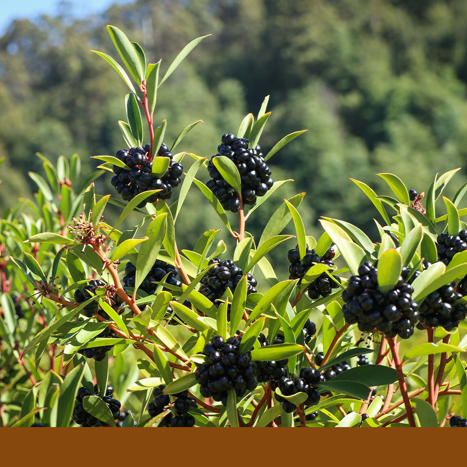 Tazman Pepper™ C - Haircare