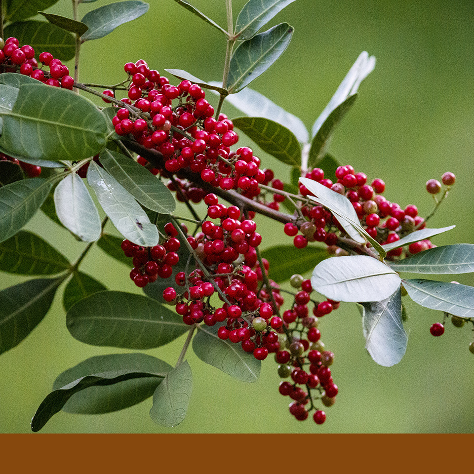 WASTAR™ Pink Berry